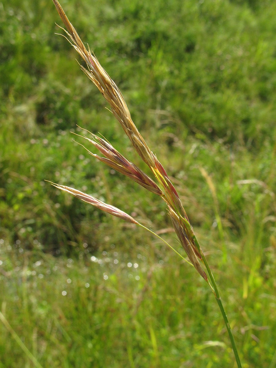 Bromus Erectus